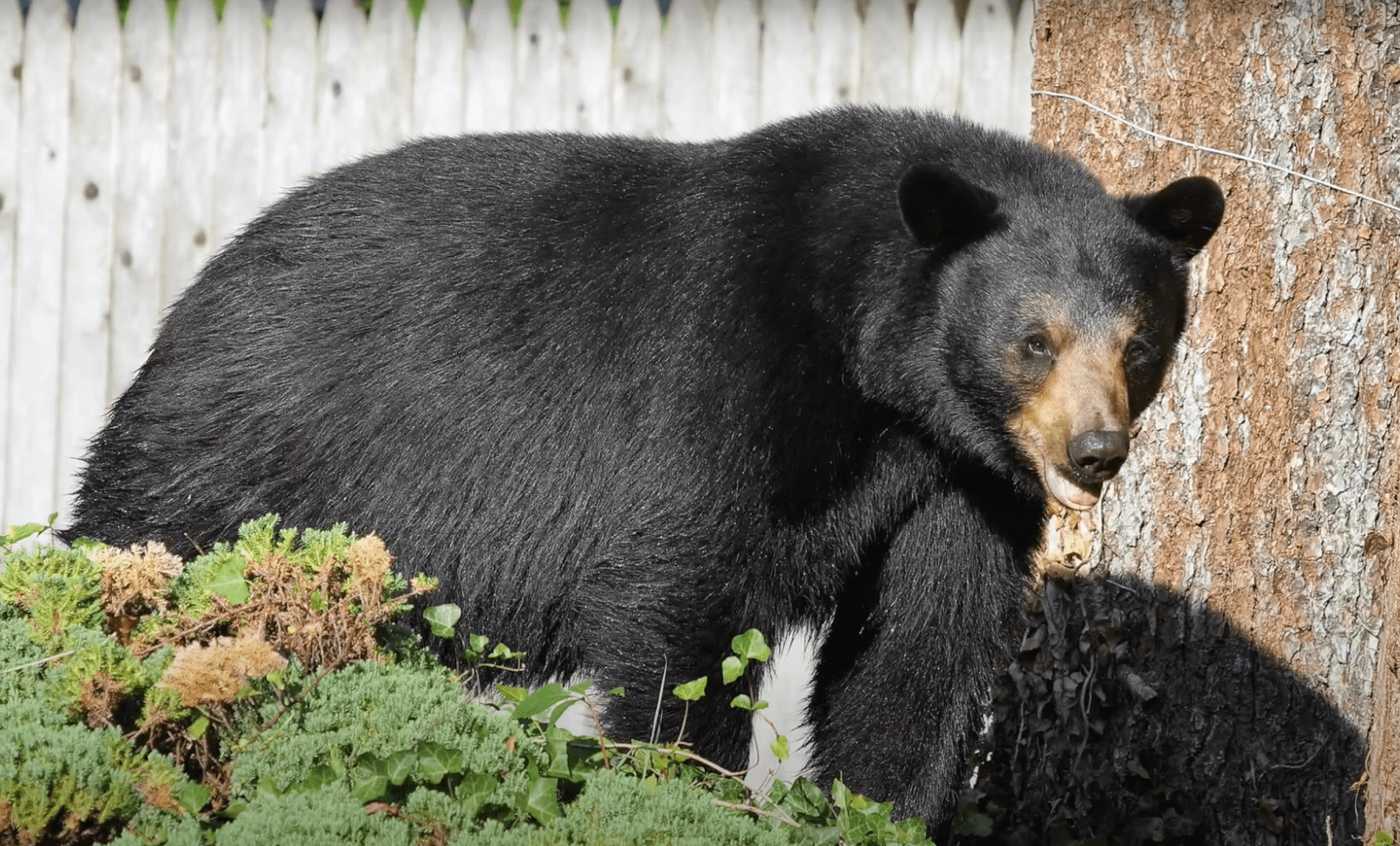 CT bear attack injures man in North Canaan; Hunt debate rekindled