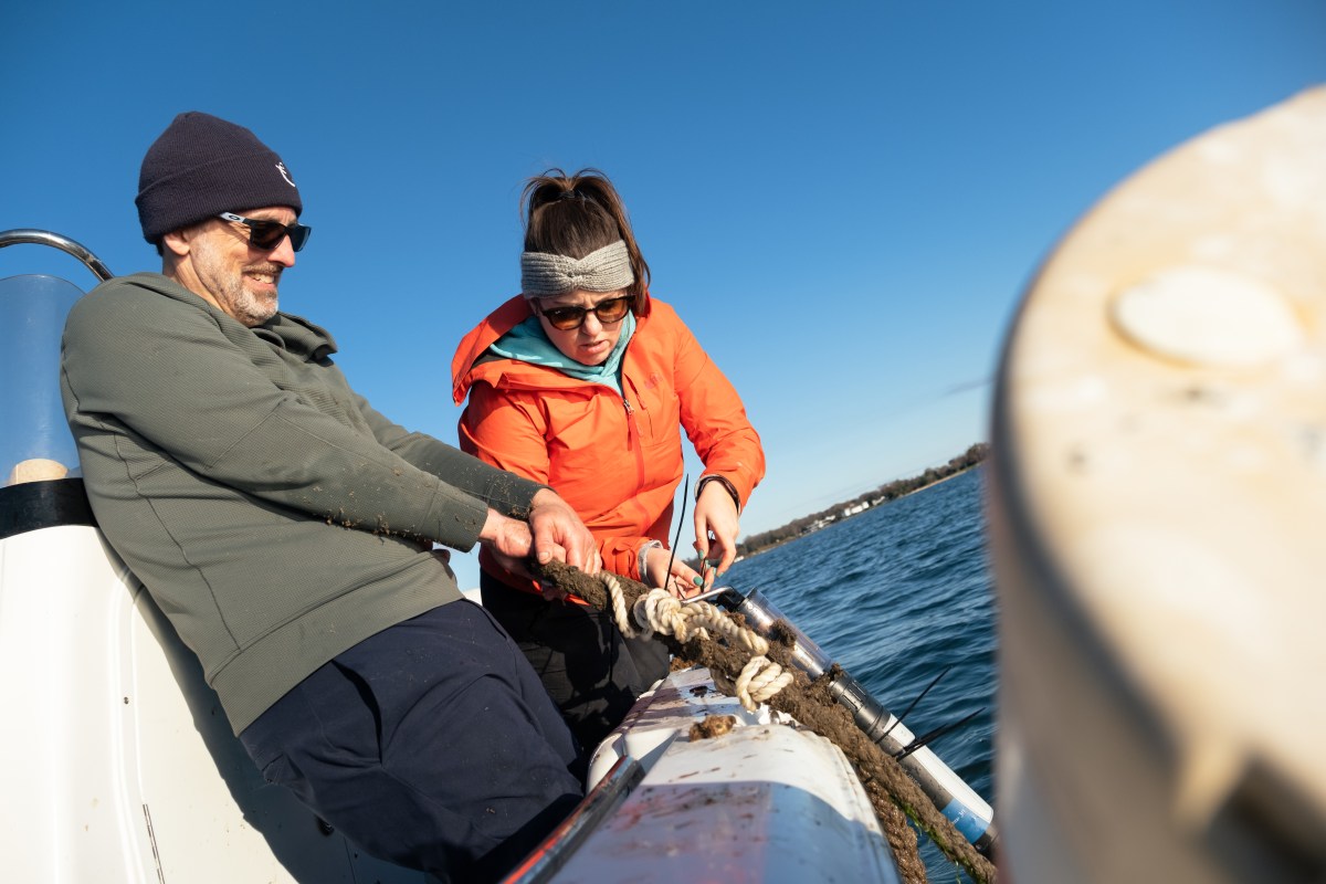 CT farmers grow sugar kelp in Long Island Sound; hit new markets