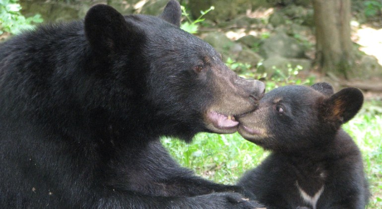 Why isn’t DEEP killing more bears?