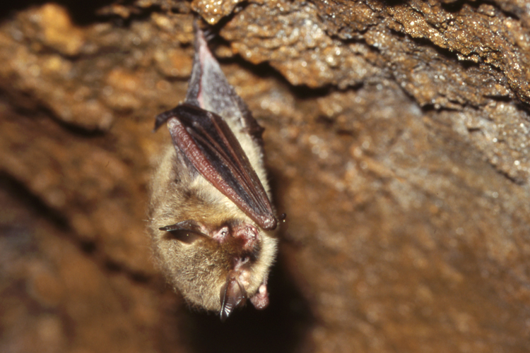 Northern Long-Eared Bat_DEEP Wildlife Division | CT Mirror