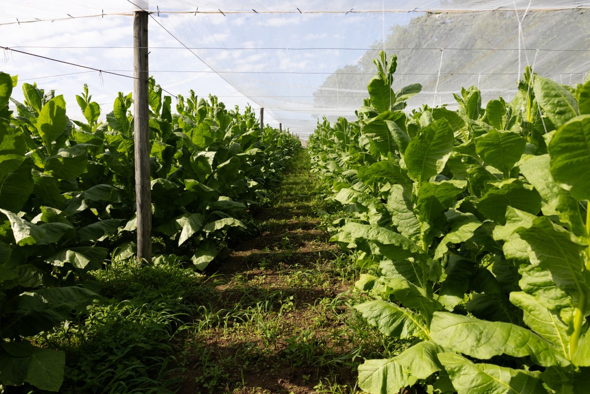 Made in the shade: CT tobacco farmers roll with the times