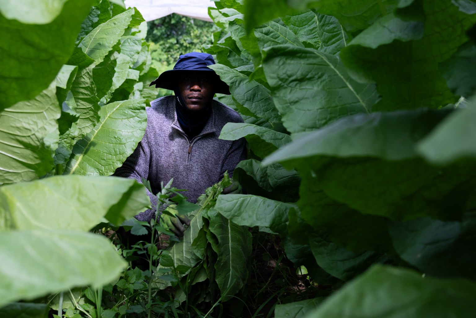 Made in the shade: CT tobacco farmers roll with the times