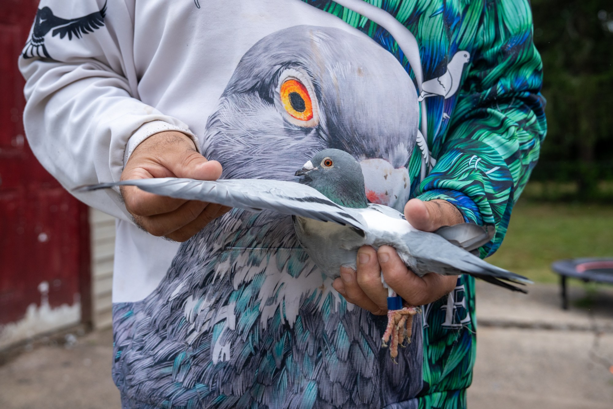 For this New Britain man, late summer is pigeon racing season