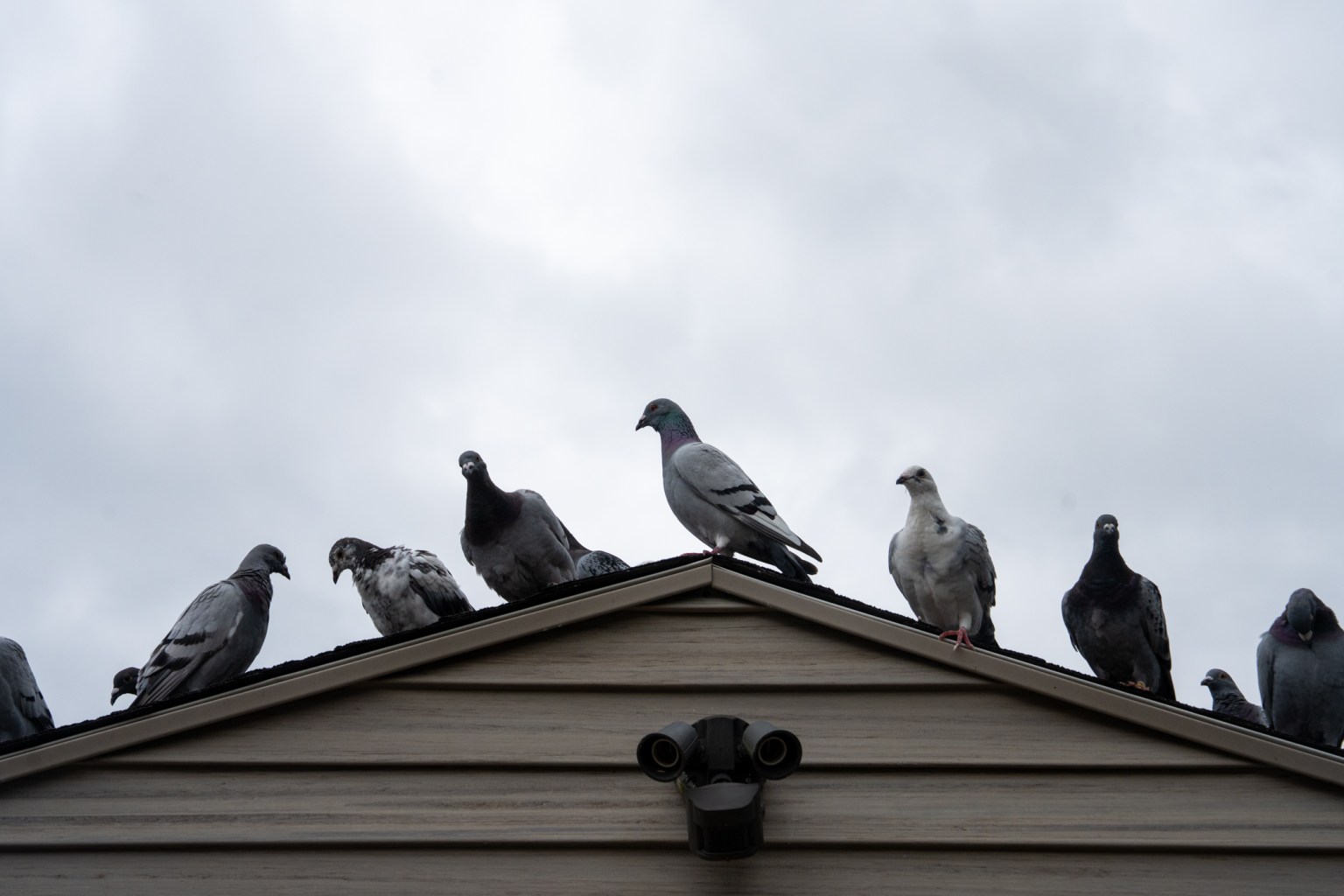 For this New Britain man, late summer is pigeon racing season