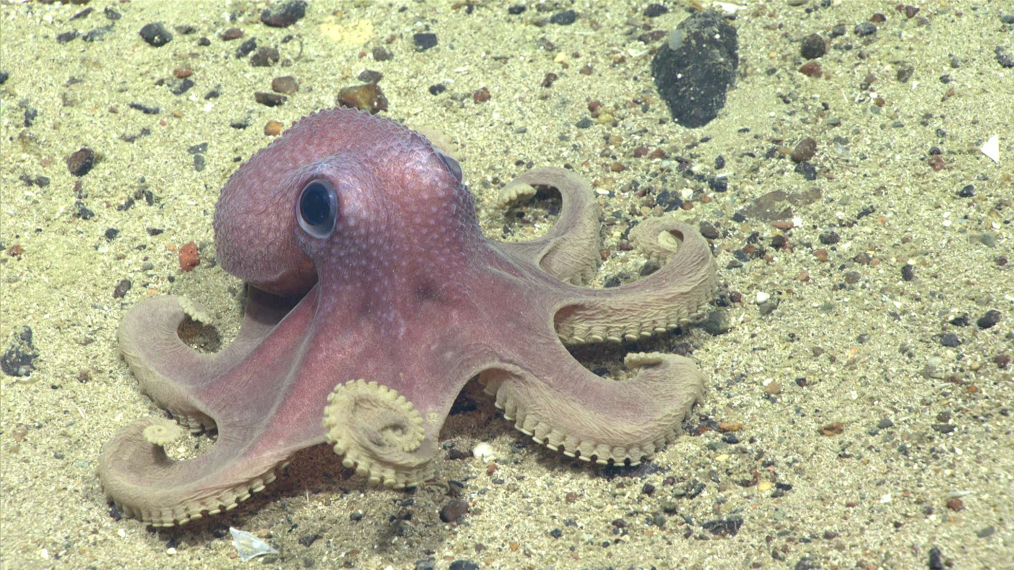 An ocean wilderness that must remain protected