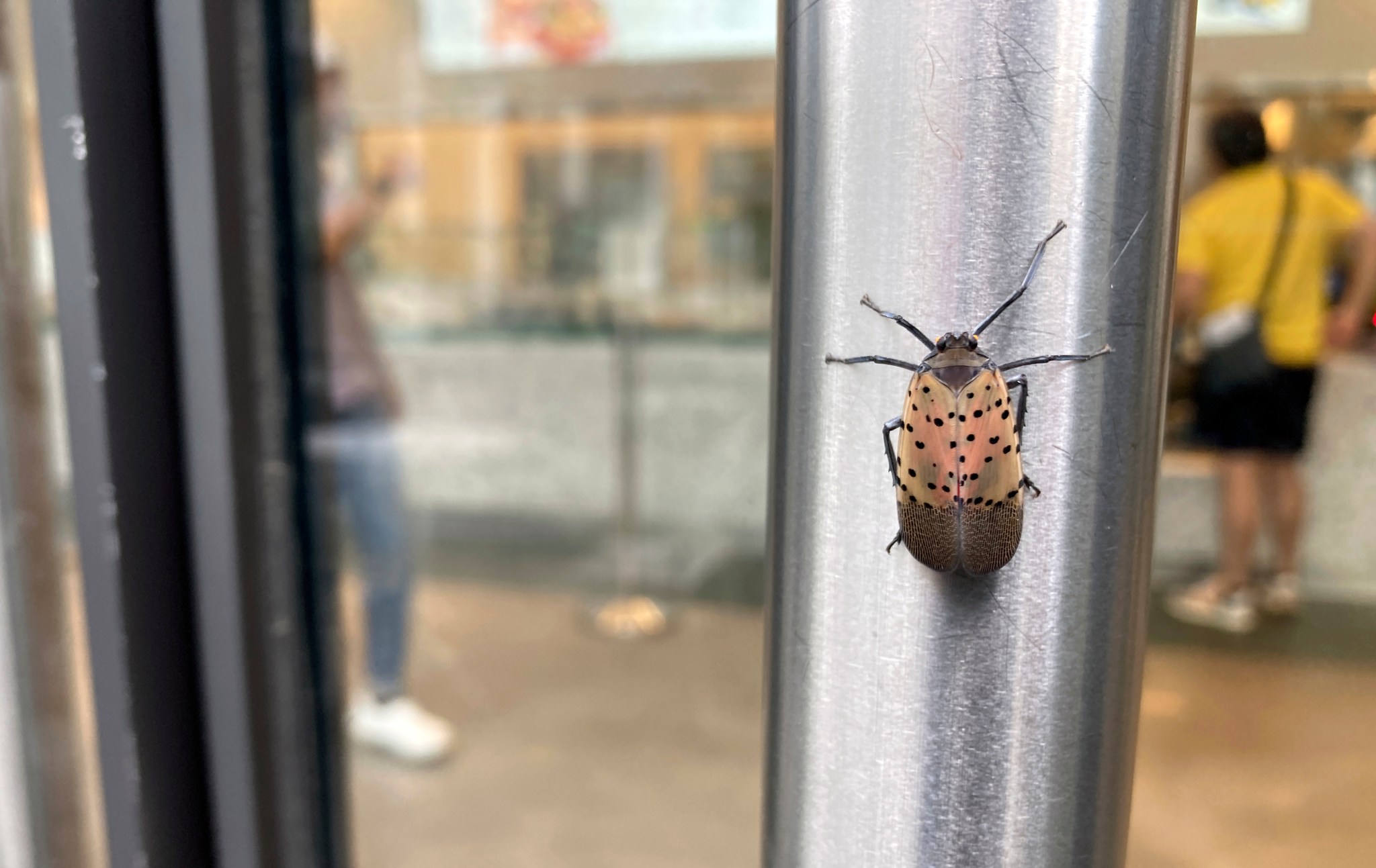 US Forest Service considers closing 2 invasive insect labs in CT