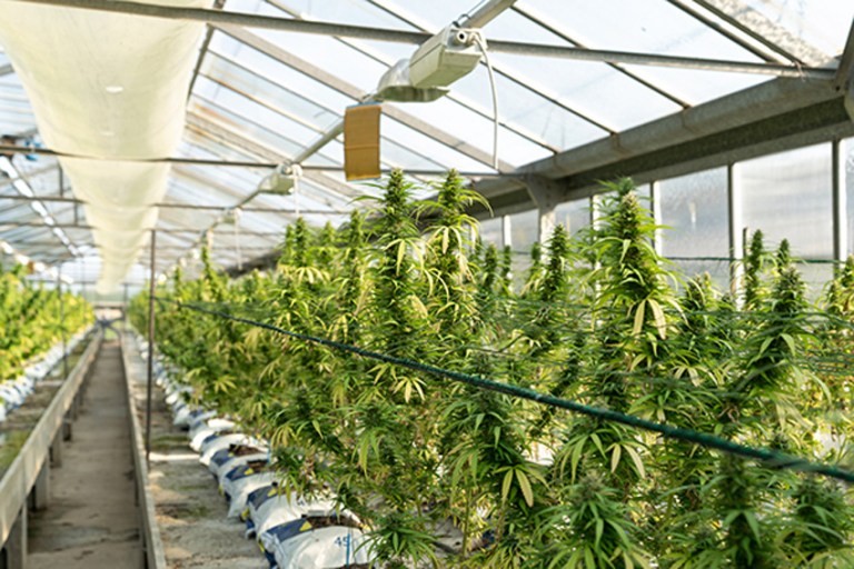 image-cannabis-004 | CT Mirror